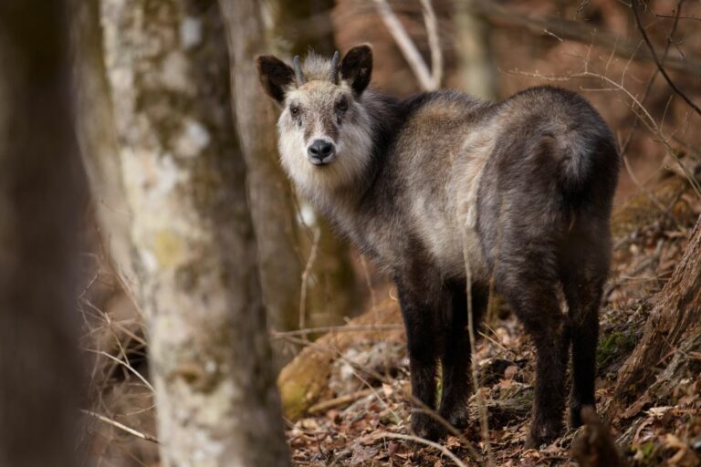 Native & Wild Animals That Live In Japan [Wildlife Guide] - Just About ...