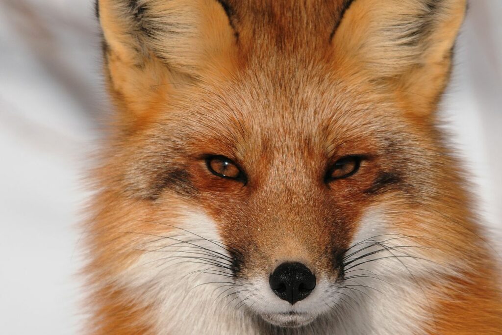 What Is The 9-Tailed Fox Called? – Famous Yōkai Explained - Just About ...