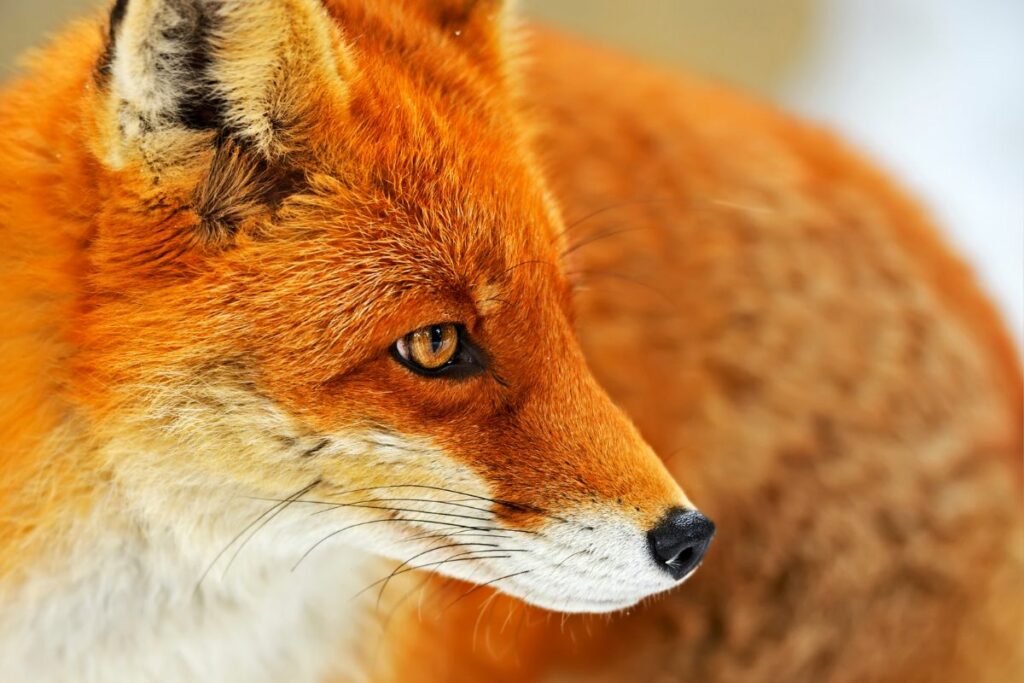 What Is The 9-Tailed Fox Called? – Famous Yōkai Explained - Just About ...