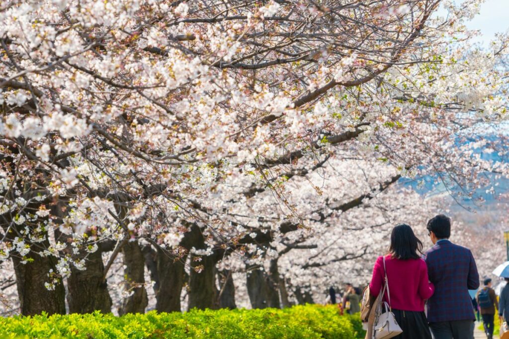 Hanami Manners: A Full Checklist Of The Dos And Don'ts - Just About Japan