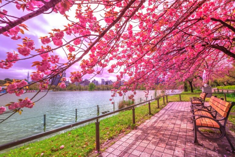 Historical Guide To Hanami: Cherry Blossoms Through The Ages - Just ...